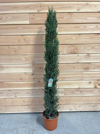 Cipres verzorging tips & informatie - 123planten.nl