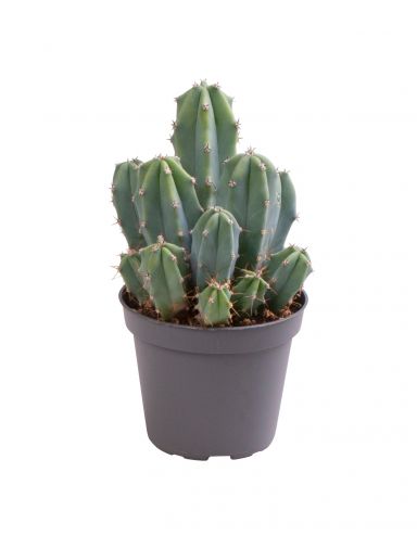 Zuilcactus kopen? - 123planten.nl