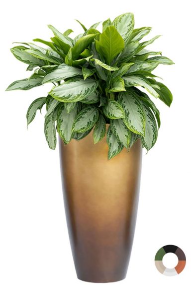 Aglaonema verzorging - 123planten.nl