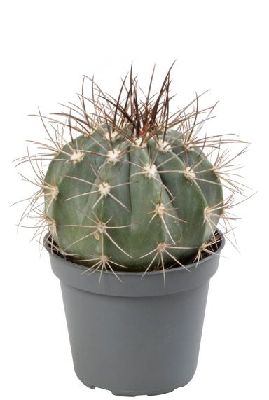 Cactus kopen? Grote & kleine cactussen - 123planten.nl
