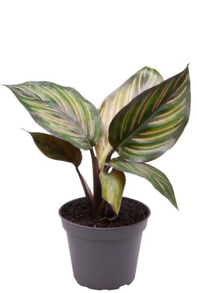Calathea verzorging tips & informatie - 123planten.nl