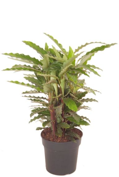 Calathea verzorging tips & informatie - 123planten.nl