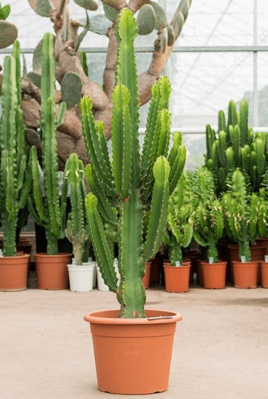 Cactus verzorging tips & informatie - 123planten.nl