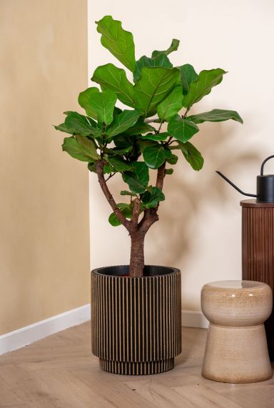 Ficus verzorging tips & informatie - 123planten.nl