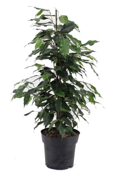 Ficus verzorging tips & informatie - 123planten.nl