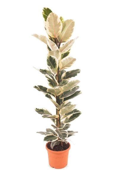 Ficus (Rubberboom) kopen? - 123planten.nl