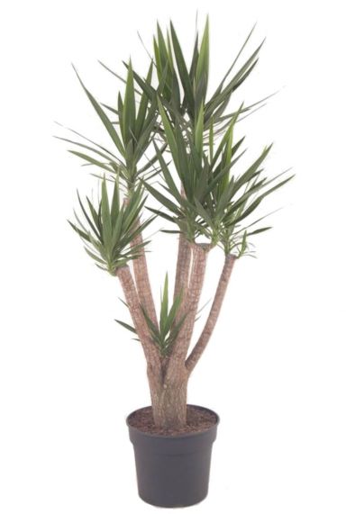 Yucca verzorging tips & informatie - 123planten.nl
