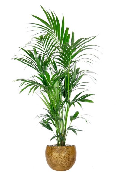 Kentia verzorging tips & informatie - 123planten.nl