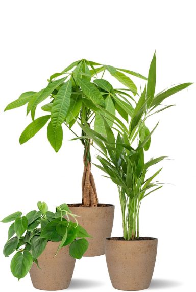 Kamerplanten in pot kopen? Laat je inspireren door mooie combinaties ...