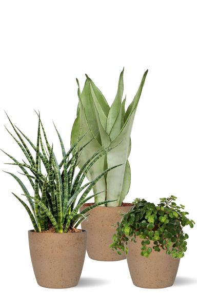 Kamerplanten in pot kopen? Laat je inspireren door mooie combinaties ...