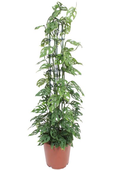 Monstera verzorging tips & informatie - 123planten.nl