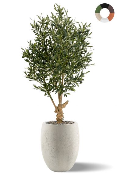 Olijfboom verzorging tips & informatie - 123planten.nl