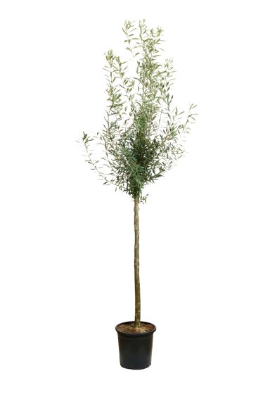 Olijfboom verzorging tips & informatie - 123planten.nl