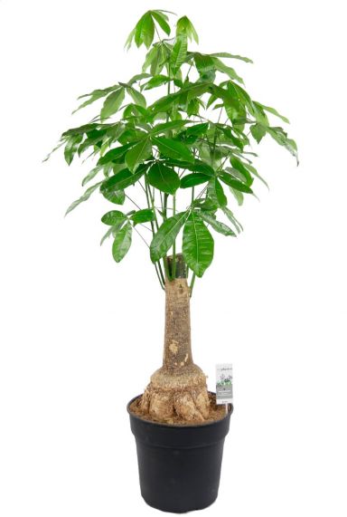 Pachira verzorging tips & informatie - 123planten.nl
