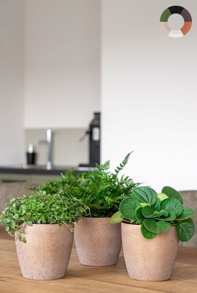 Kamerplanten in pot kopen? Laat je inspireren door mooie combinaties ...