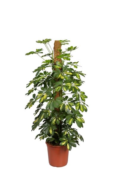 Schefflera verzorging tips & informatie - 123planten.nl