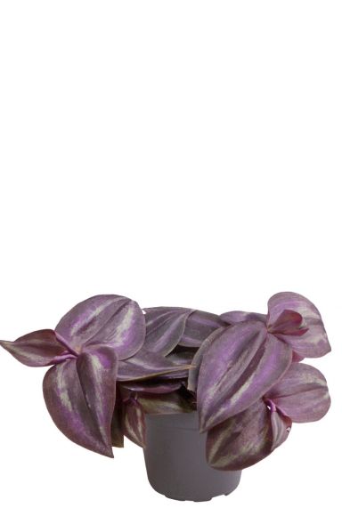 Tradescantia verzorging tips & informatie - 123planten.nl
