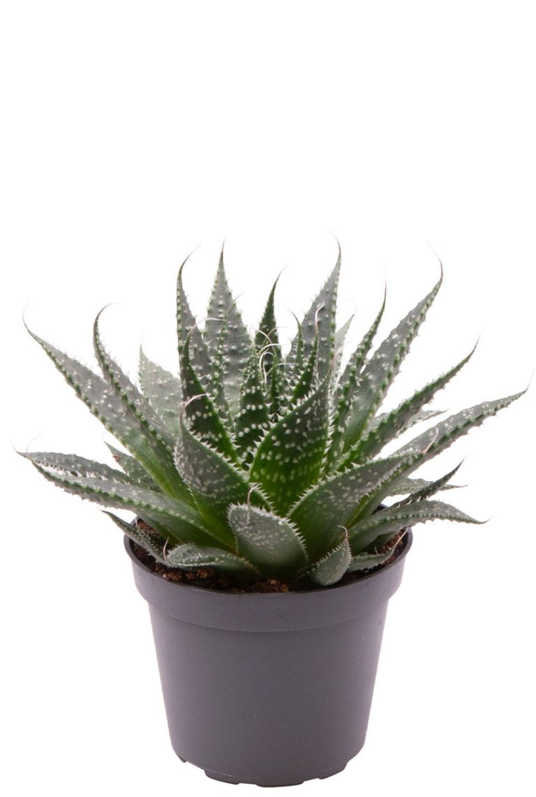 Aloe Aristata | Stekje 15cm kopen?- 123planten.nl