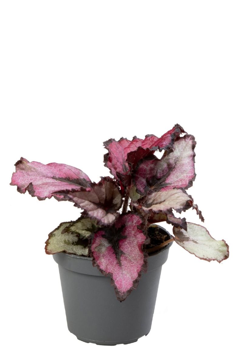 Begonia Rex Red Heart | Stekje 15cm kopen?- 123planten.nl