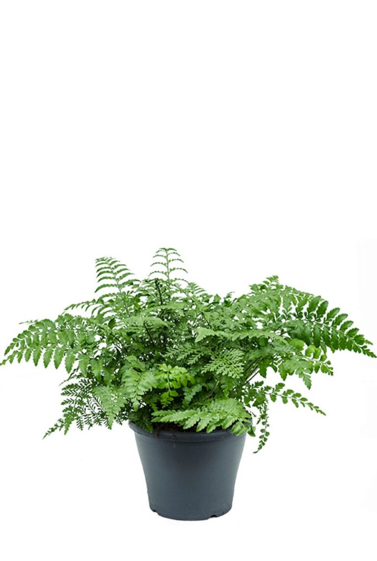 Asplenium parvati | Streepvaren 40cm kopen?- 123planten.nl