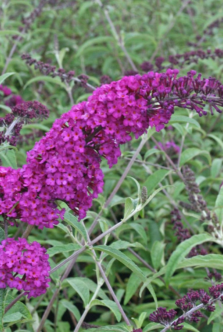 Buddleja davidii 'Royal Red' | Vlinderstruik 25cm kopen?- 123planten.nl