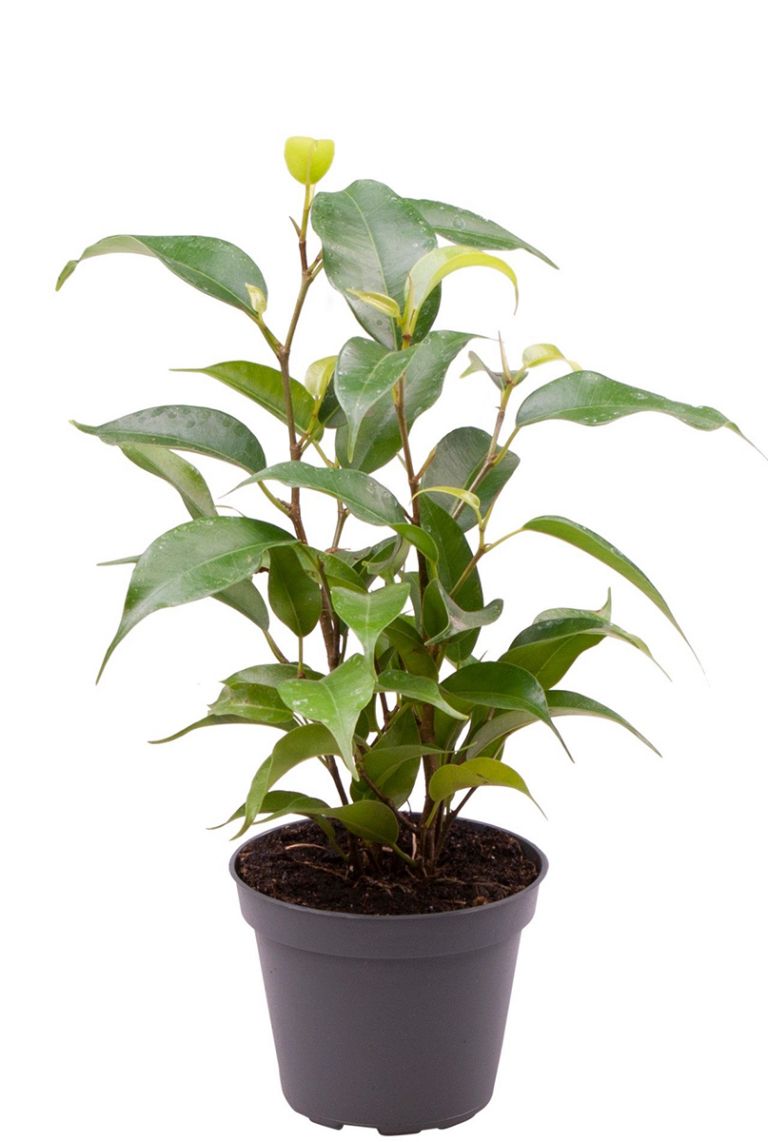Ficus benjamina Natasja | Stekje 15cm kopen?- 123planten.nl
