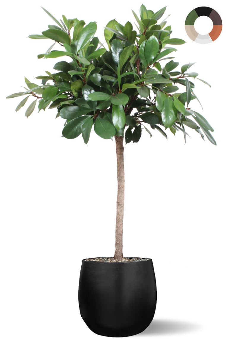 Ficus boom in bloempot - 123planten.nl