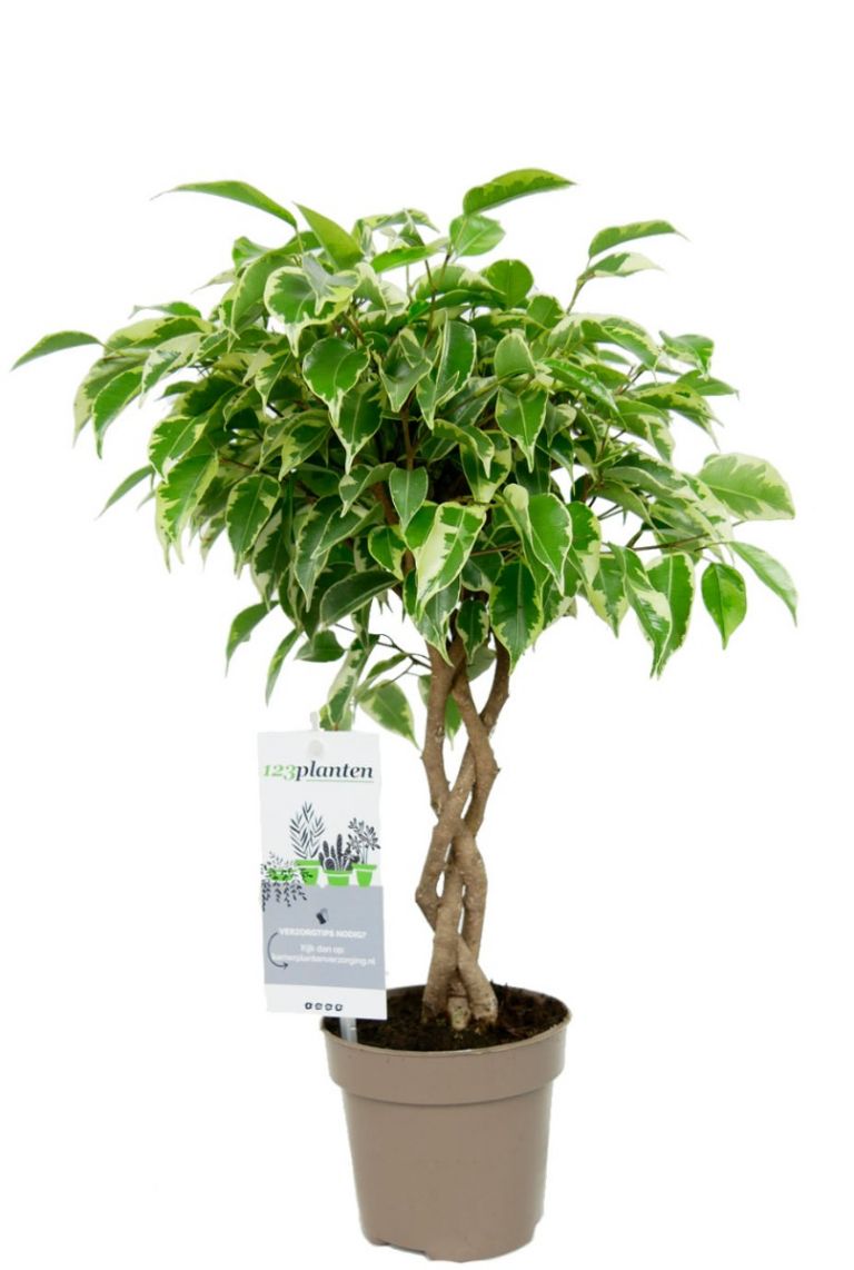 Ficus Marole | Treurvijg 35cm kopen?- 123planten.nl