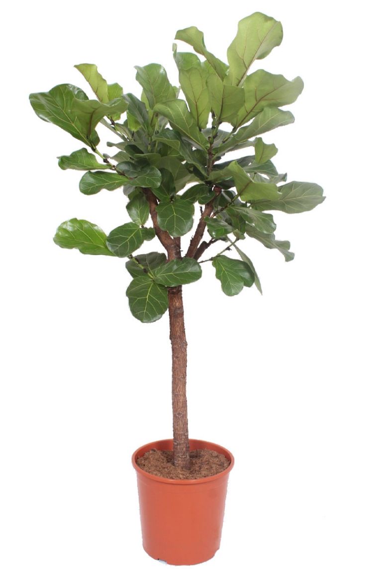 Ficus Lyrata | Tabaksplant 150cm kopen?- 123planten.nl