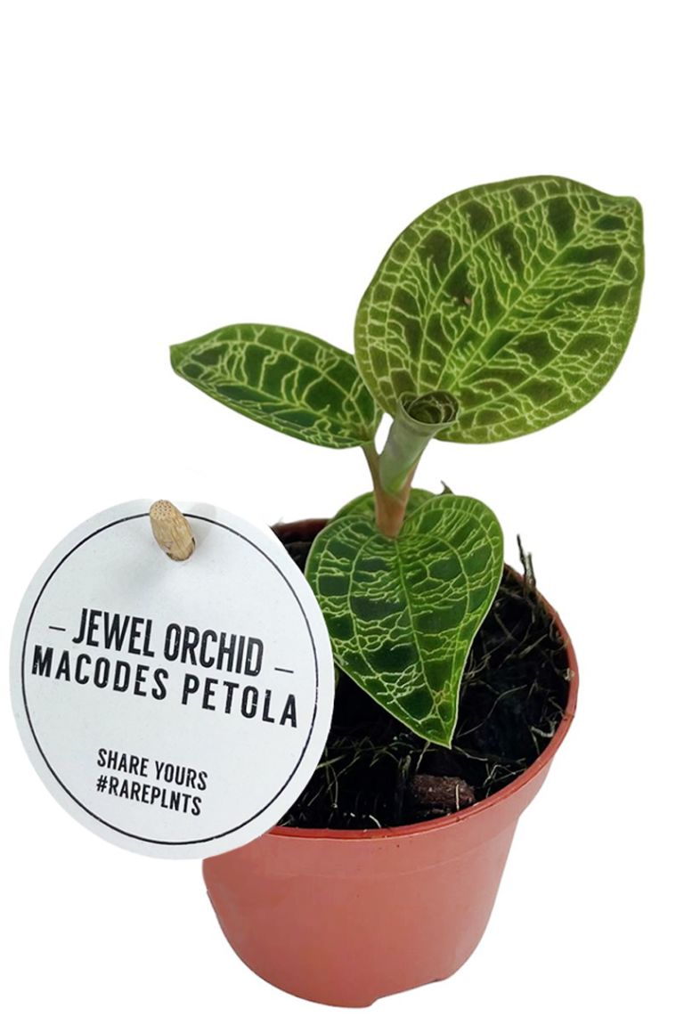 Jewel Orchid | Orchidee 8cm kopen?- 123planten.nl