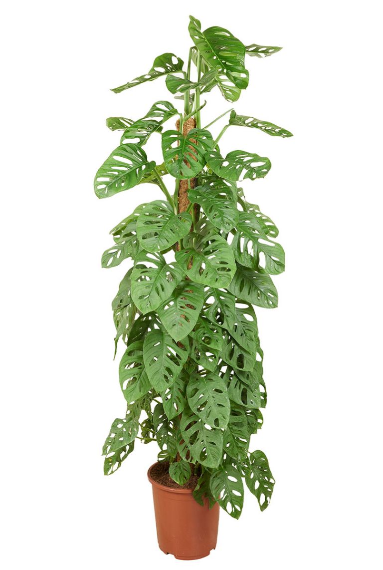 Monstera Adansonii | Monkey Leaf 160cm kopen?- 123planten.nl