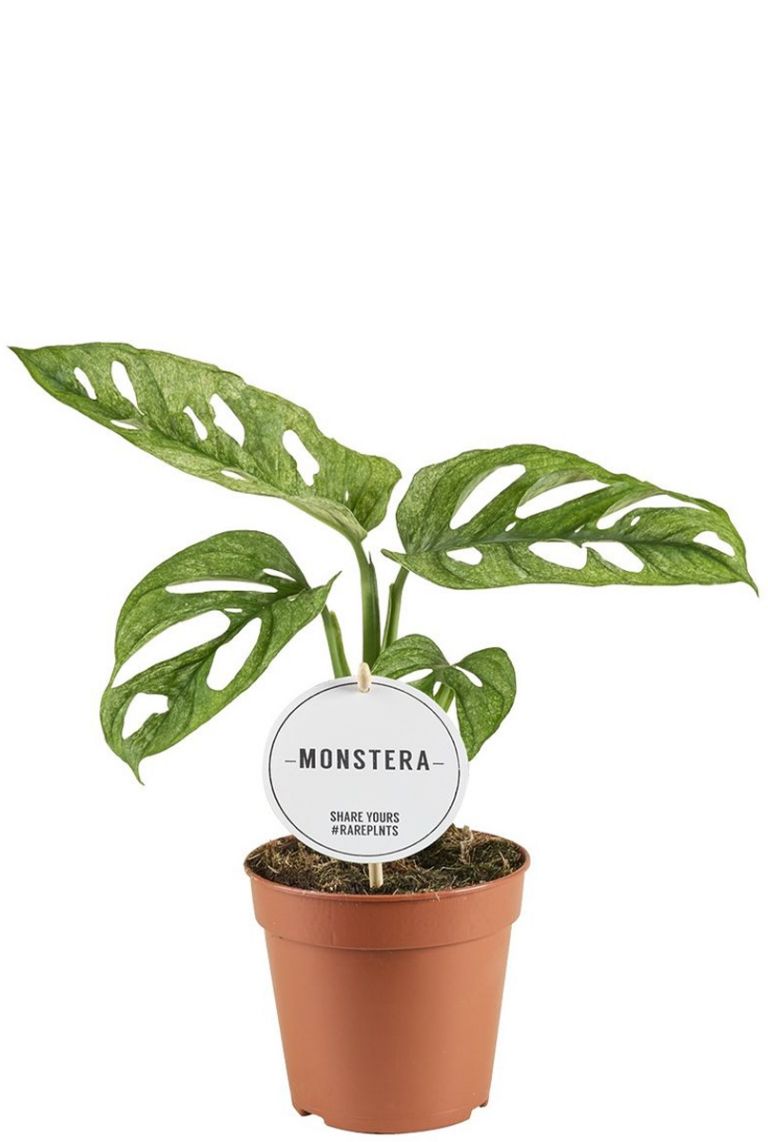 Monstera Adansonii Mint | Monkey Leaf 30cm kopen?- 123planten.nl