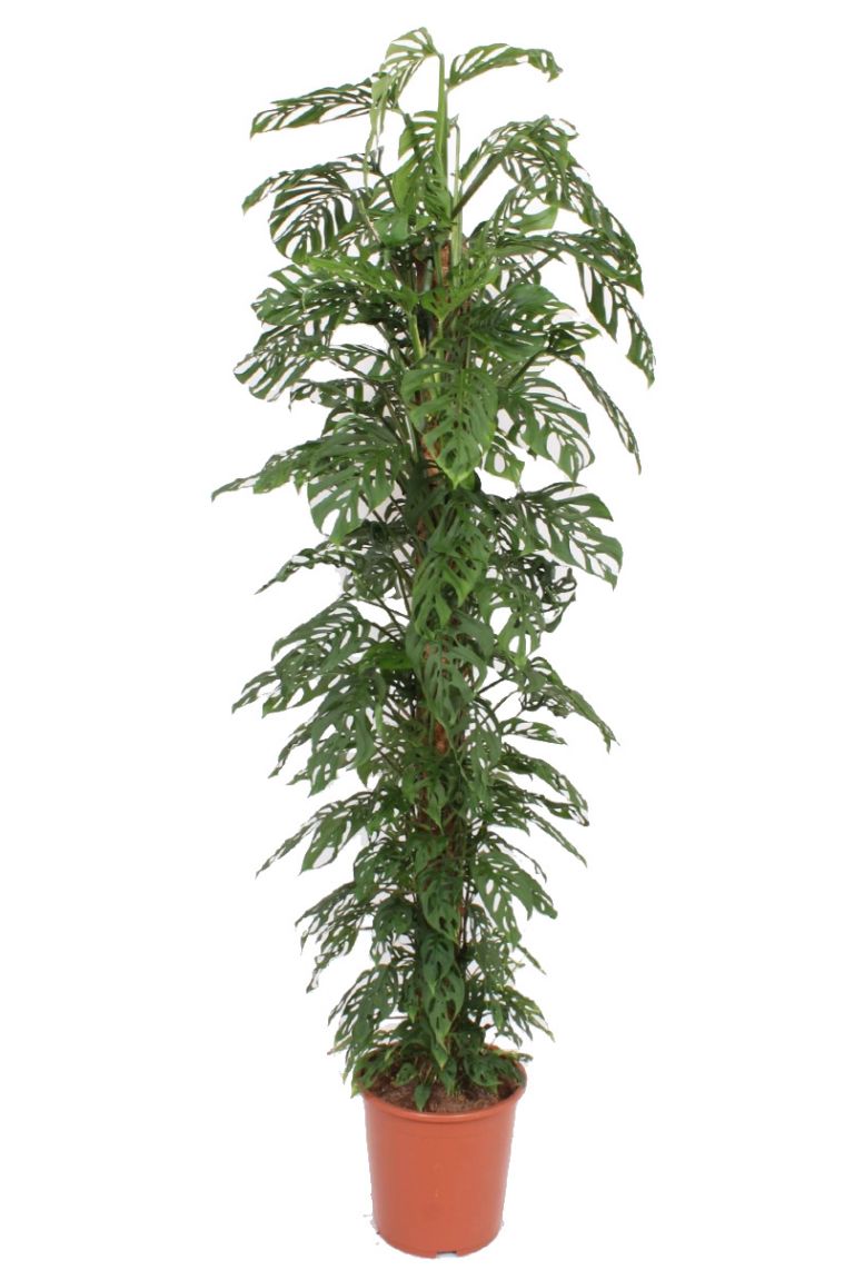 Monstera Monkey Leaf | Monkey Leaf 160cm kopen?- 123planten.nl