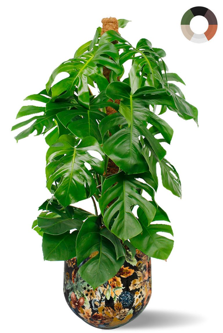 Grote Monstera in sierpot - 123planten.nl