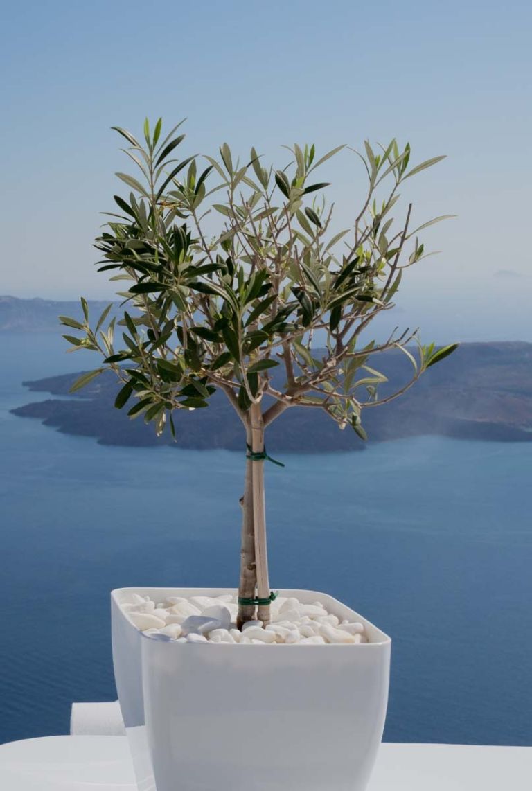 Olea Europaea | Olijfboom 50cm kopen?- 123planten.nl