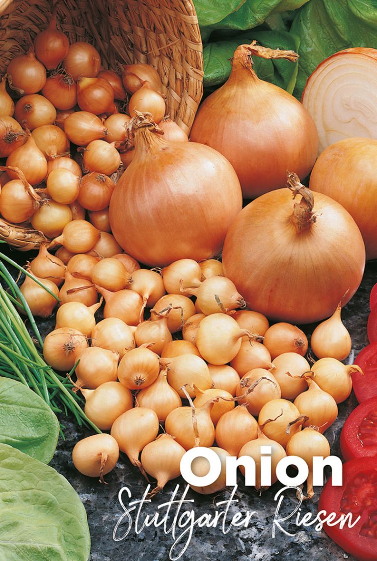 Onion Stuttgarter Riesen | Ui 0cm kopen?- 123planten.nl
