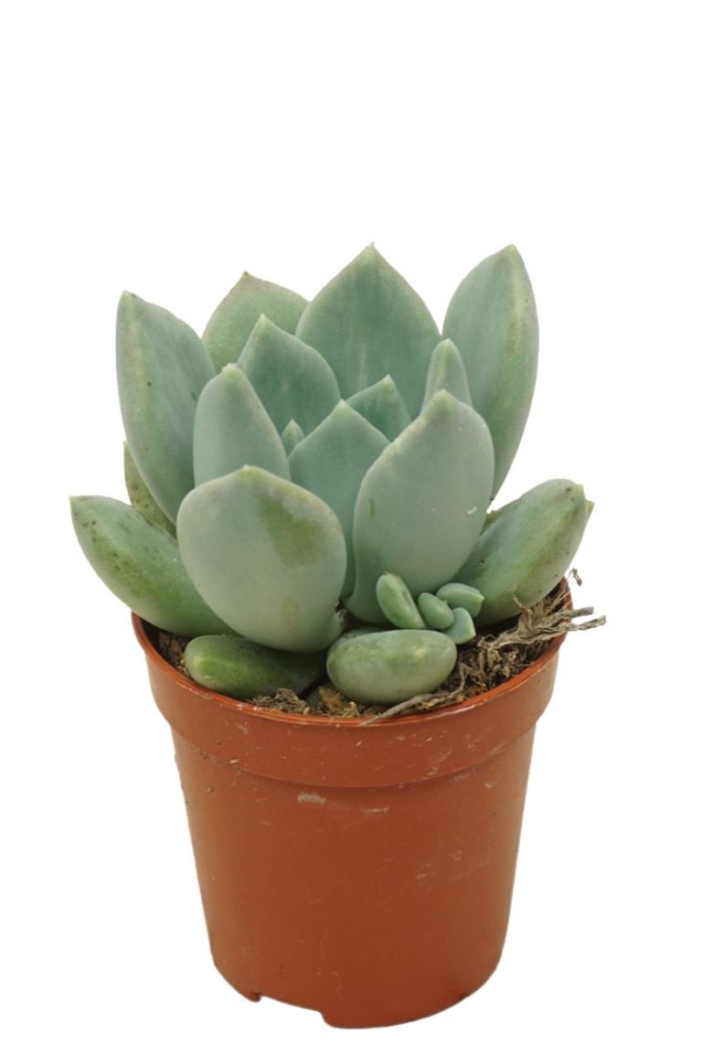 Pachyveria corvus | 8cm kopen?- 123planten.nl