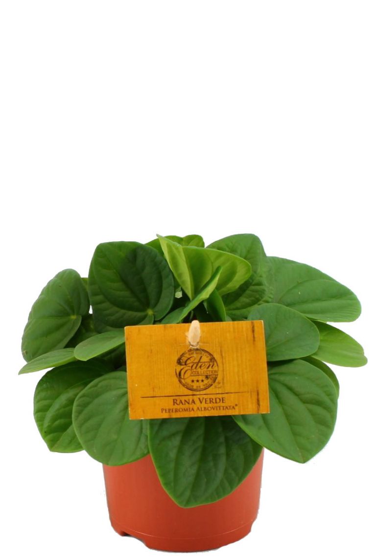 Peperomia Rana Verde | Krokodillentranen 15cm kopen?- 123planten.nl
