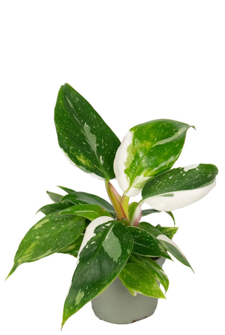 Philodendron White Princess | Stekje 15cm kopen?- 123planten.nl