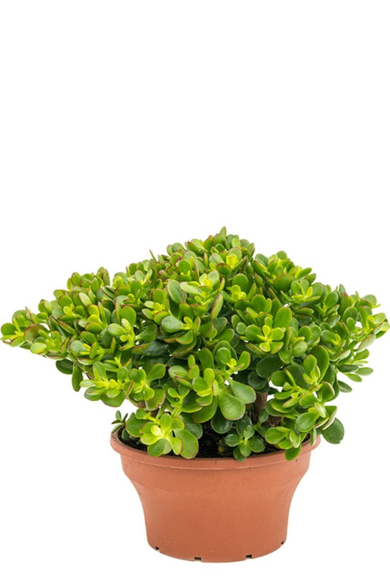 Crassula ovata minor | Jadeplant 40cm kopen?- 123planten.nl