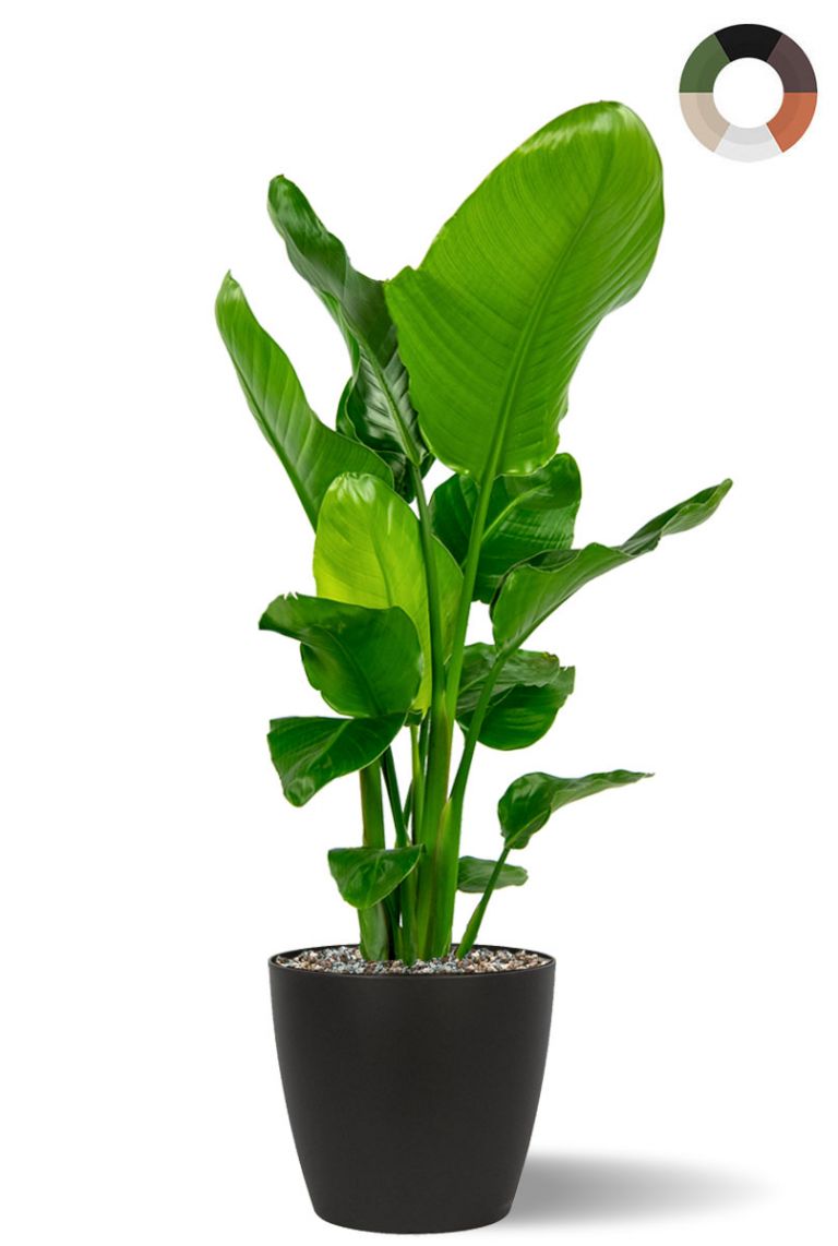 Strelitzia in bloempot - 123planten.nl