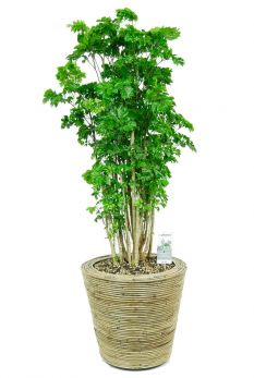 Aralia (Polyscias) verzorging tips & informatie - 123planten.nl