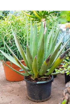 Agave kopen? - 123planten.nl