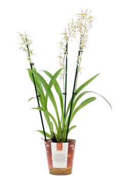 Orchidee (phalaenopsis) verzorging tips - 123planten.nl