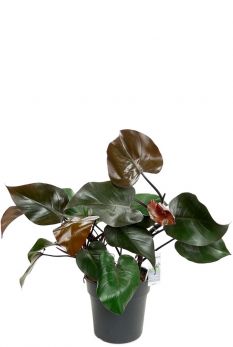 Philodendron kopen? - 123planten.nl