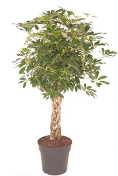 Schefflera (Vingersboom) kopen? - 123planten.nl