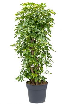 Schefflera verzorging tips & informatie - 123planten.nl