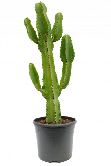 Cactus kopen? Grote & kleine cactussen - 123planten.nl