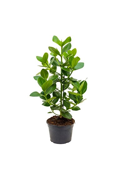 Clusia verzorging tips & informatie - 123planten.nl