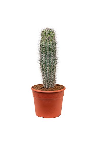Cactus kopen? Grote & kleine cactussen - 123planten.nl